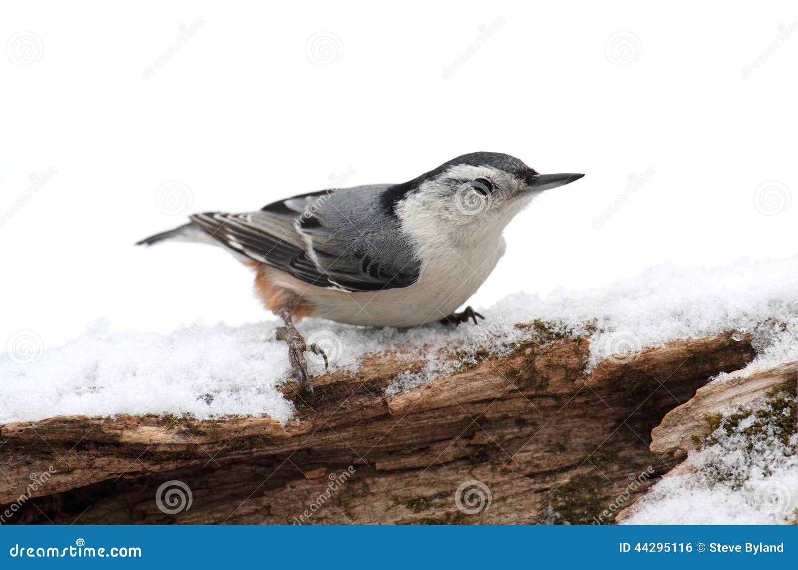 White-breasted Nuthatch (sitta Carolinensis) in Snow Stock Photo ...