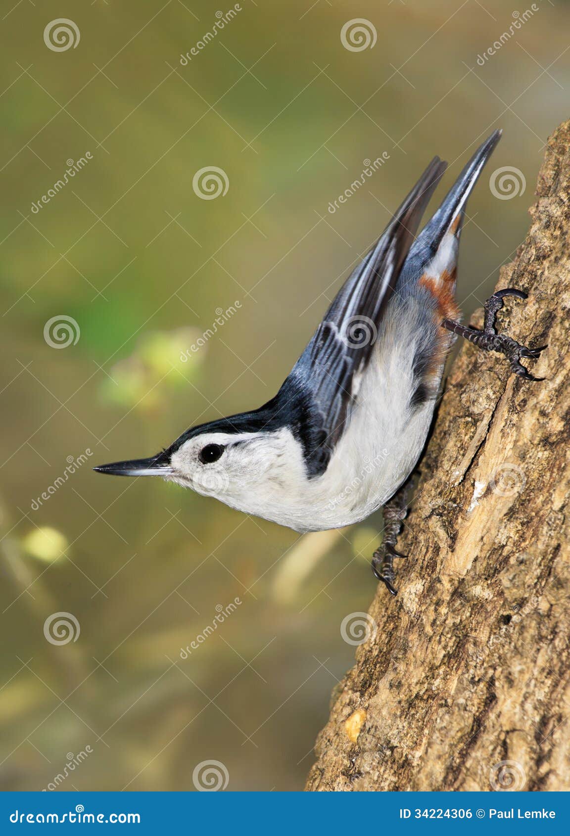 White Breasted Nuthatch stock photo. Image of nuthatch - 34224306