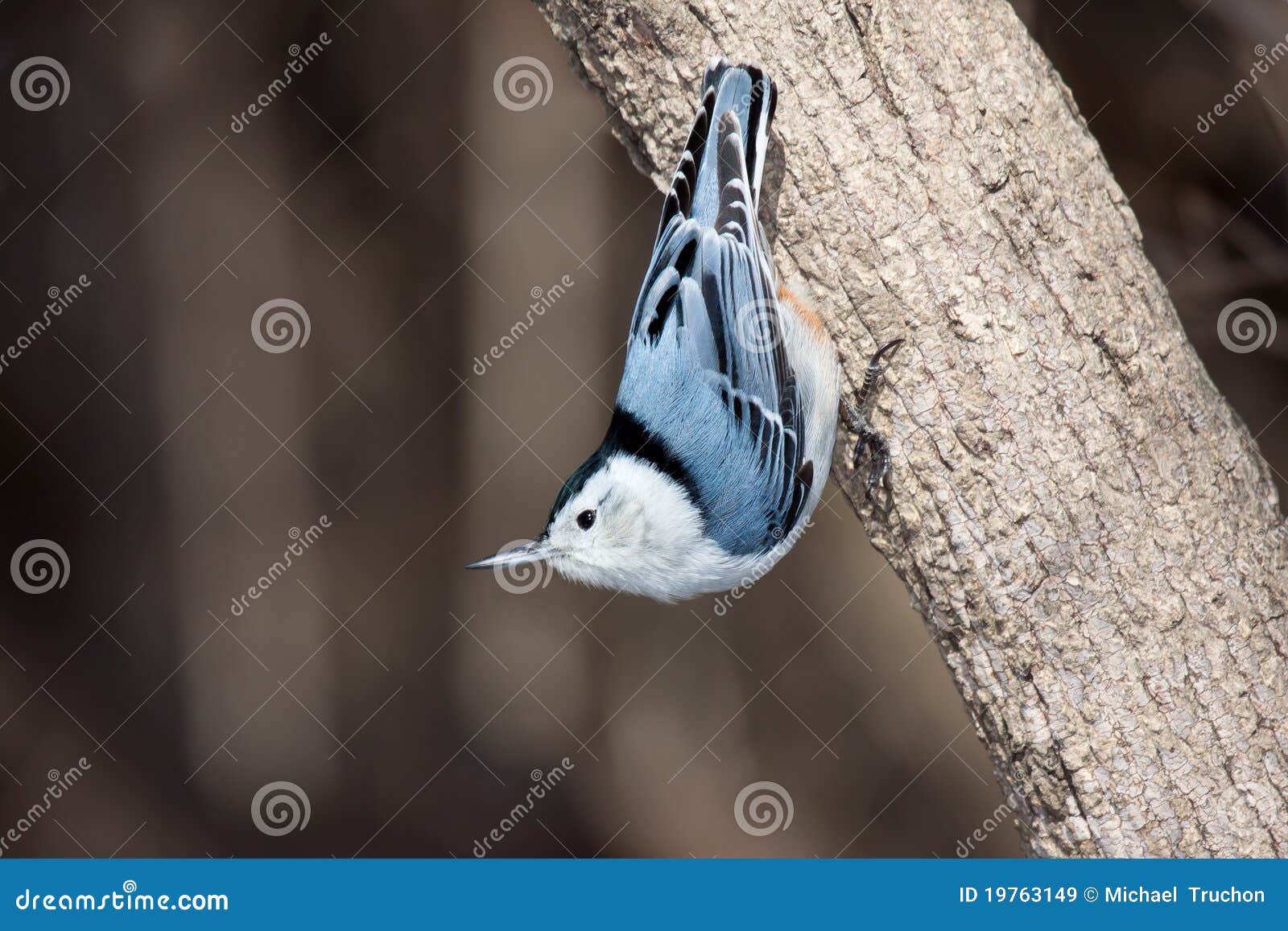129 Tinted Feathers Stock Photos - Free & Royalty-Free Stock Photos ...