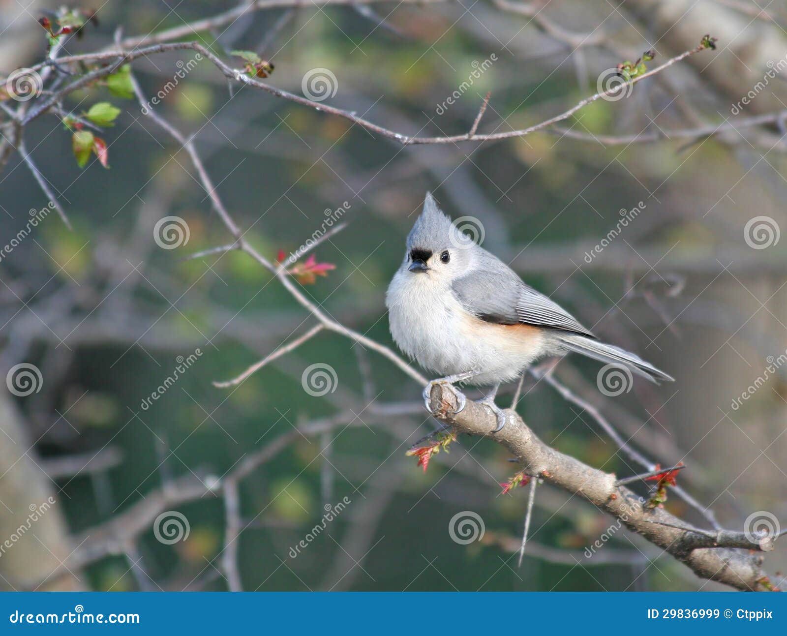 Tufted Titmouse on the Tree Stock Image - Image of feather, breasted ...