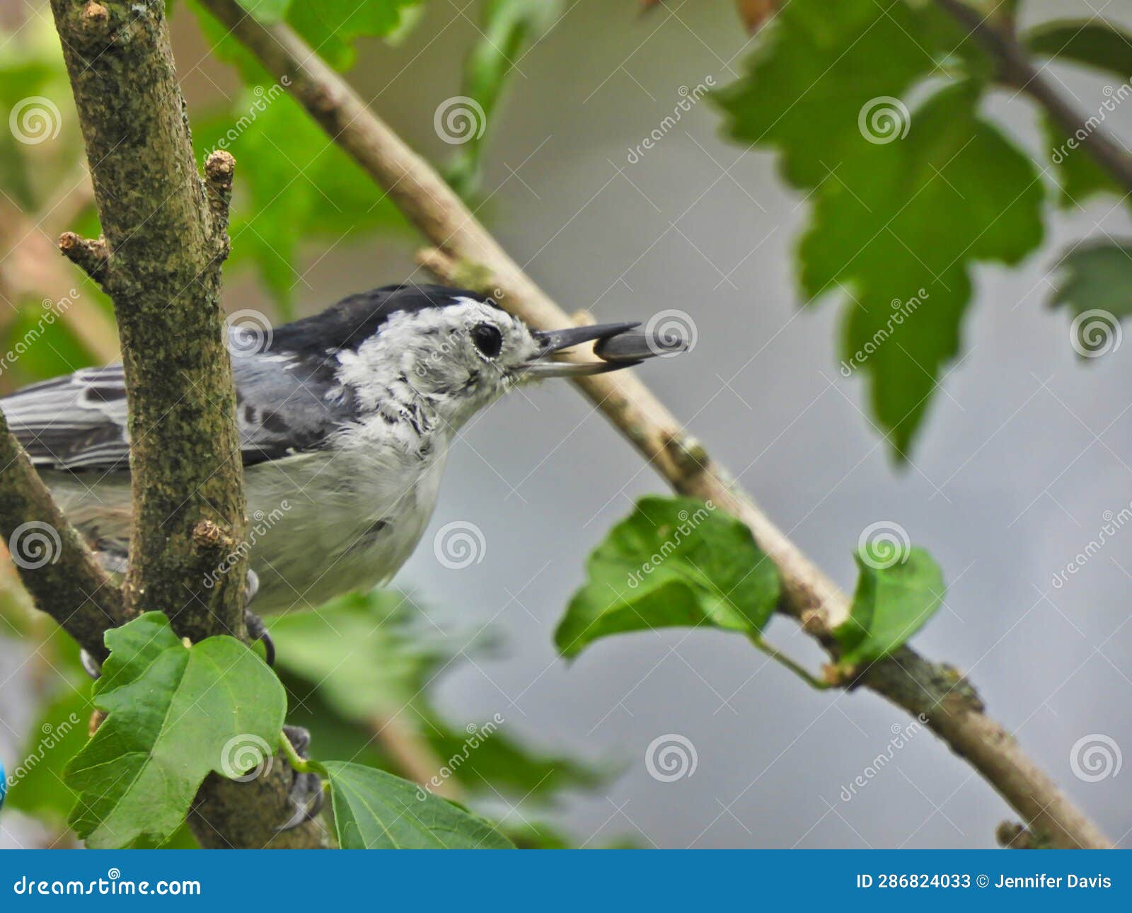 White Breasted Nuthatcher Bird with a Sunflower Seed on Its Beak Stock ...