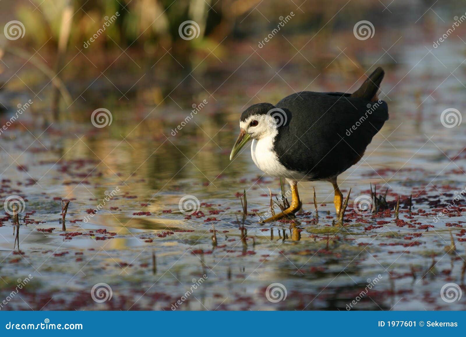 White breasted waterhen stock image. Image of swamps, shorebirds - 1977601