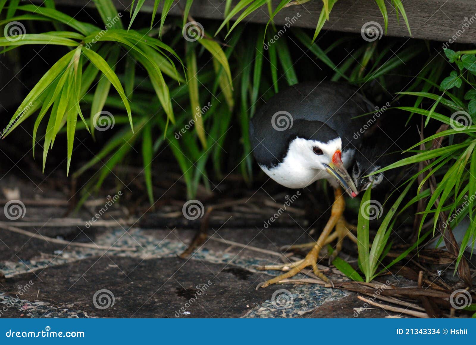 White-breasted waterhen stock photo. Image of green, waterhen - 21343334