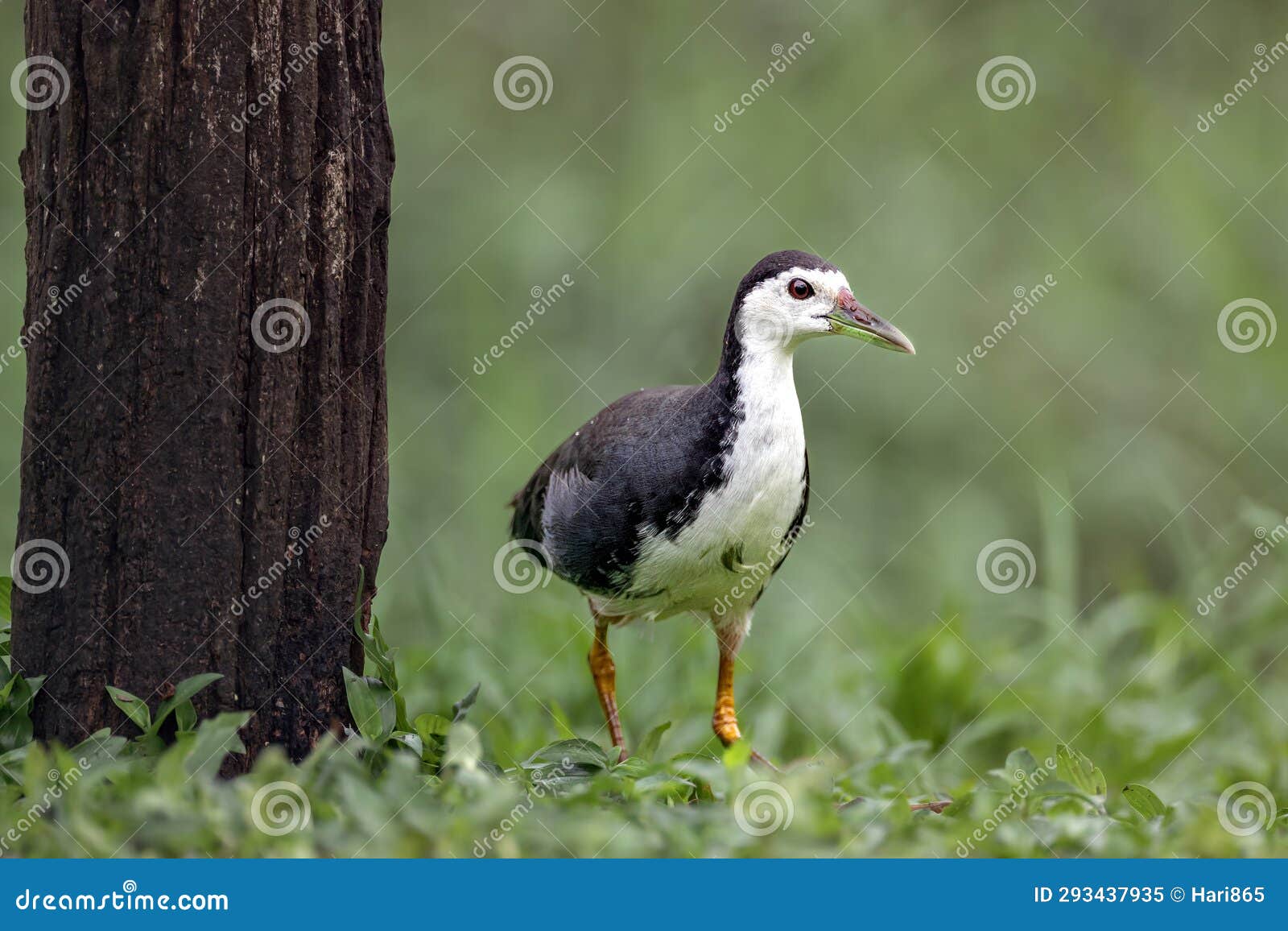 White-breasted Waterhen stock image. Image of marsh - 293437935