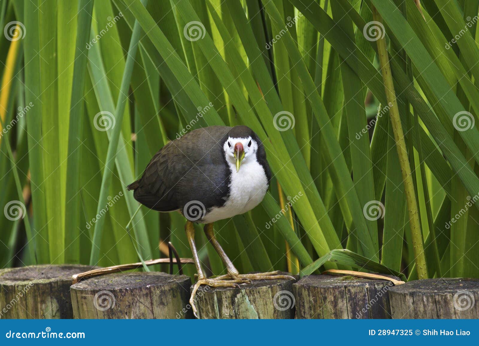 White-breasted Waterhen,Amaurornis Phoenicurus Stock Image - Image of ...