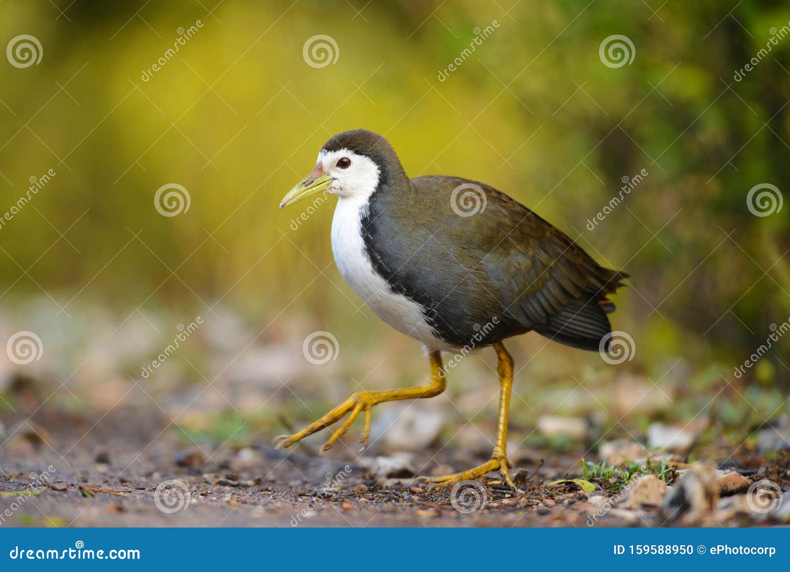 White-breasted Waterhen, Amaurornis Phoenicurus, Bharatpur, Rajasthan ... White-breasted Waterhen, Amaurornis Phoenicurus, Bharatpur, Rajasthan ...