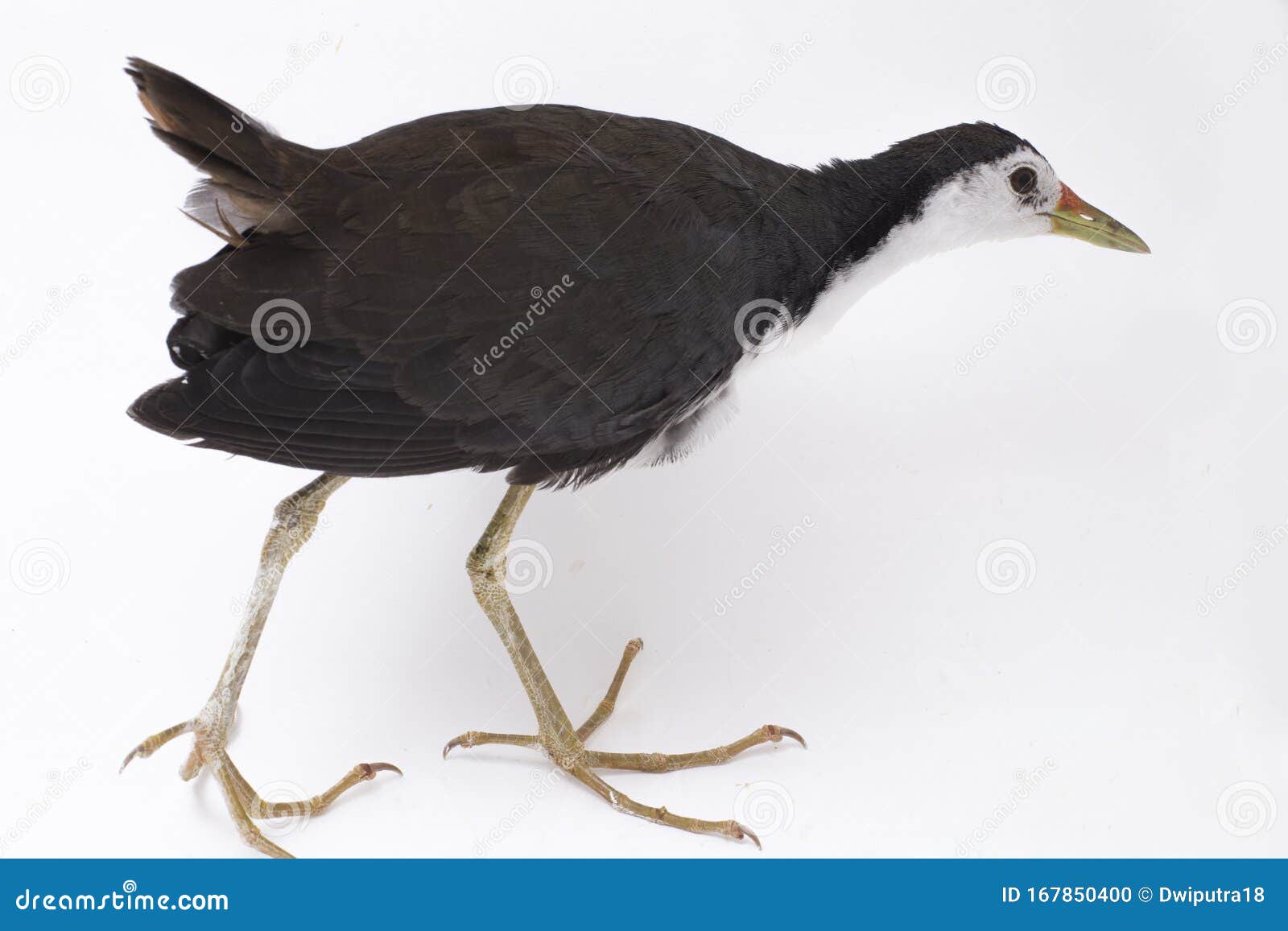 White-breasted Waterhen Amaurornis Phoenicurus Bird Isolated Stock ... White-breasted Waterhen Amaurornis Phoenicurus Bird Isolated Stock ...