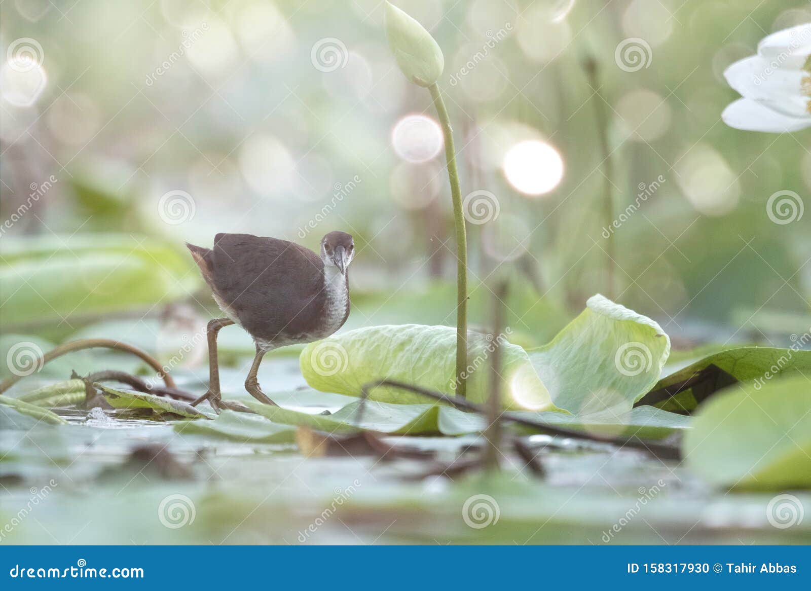 The White-breasted Waterhen Amaurornis Phoenicurus Stock Photo - Image ... The White-breasted Waterhen Amaurornis Phoenicurus Stock Photo - Image ...