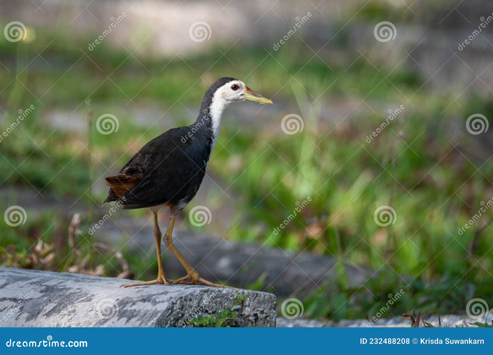 White Breasted Waterhen Bird Near Rice Fields Stock Photo - Image of ...