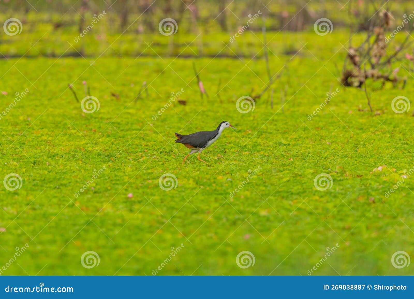 White Breasted Waterhen Bird in the Rain Forest Stock Image - Image of ...