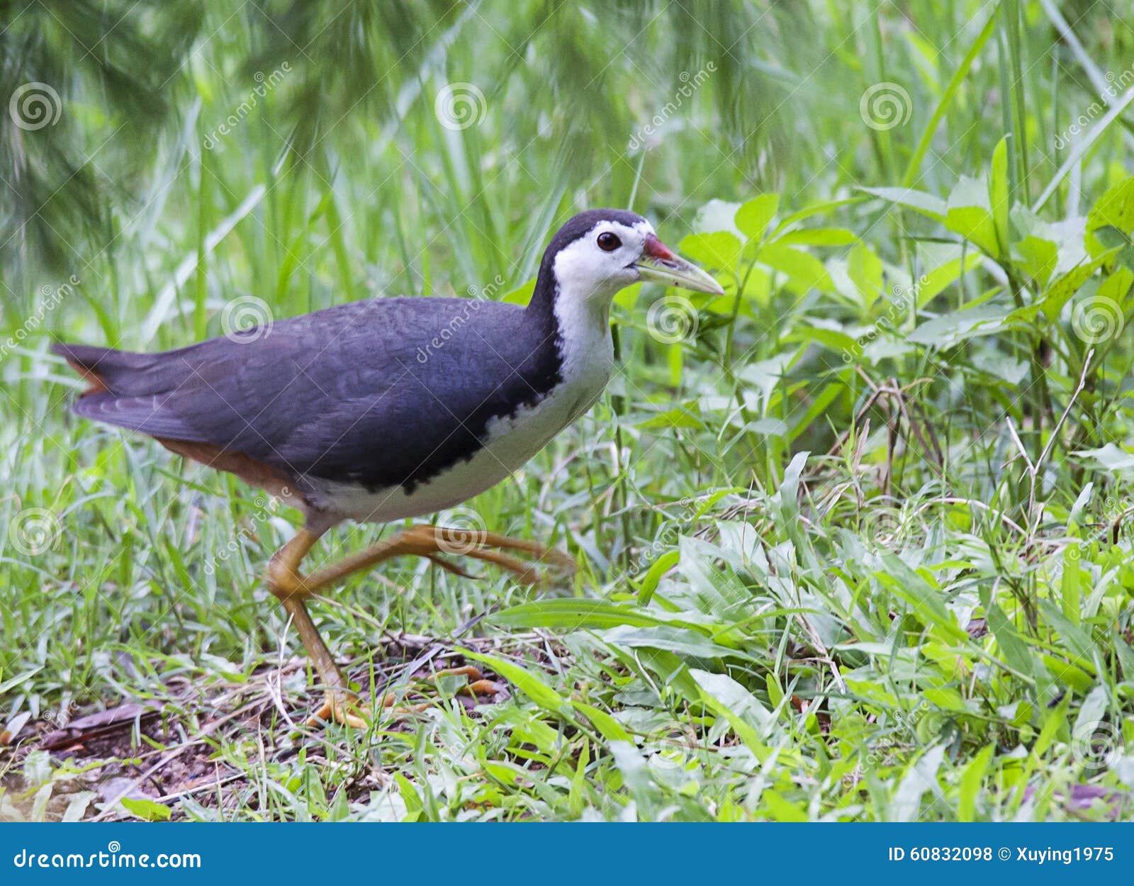 White-breasted Waterhen stock photo. Image of good, tree - 60832098