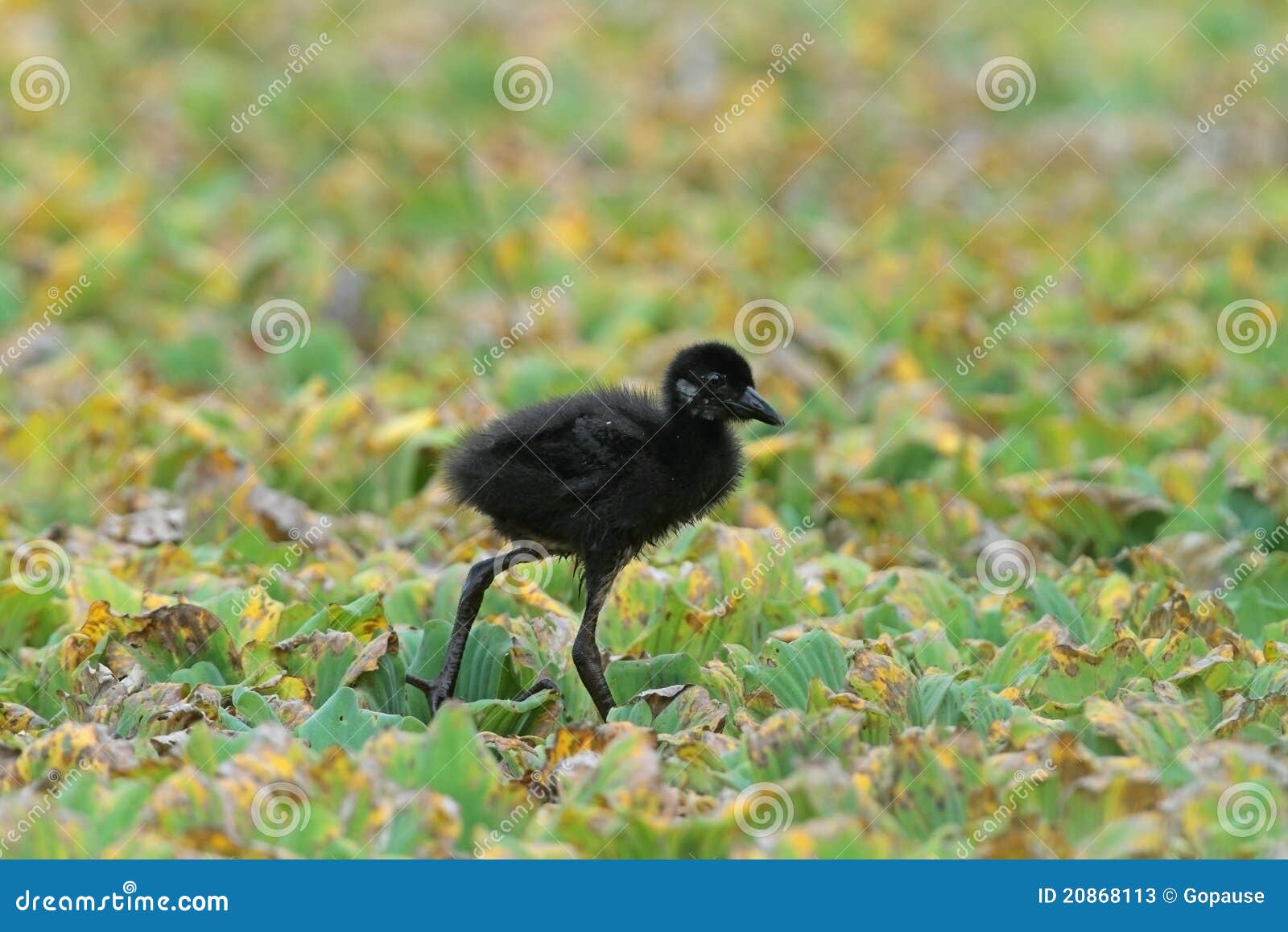 White-breasted Waterhen(juvenile) Stock Image - Image of alert, single ...