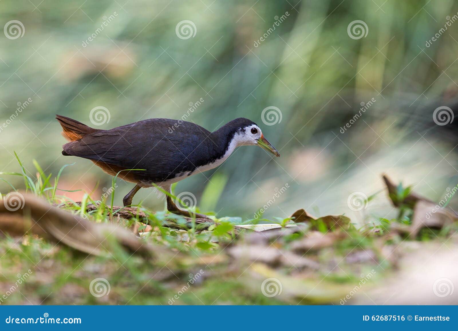 White Breasted Waterhen Looking for Food Stock Photo - Image of animal ...