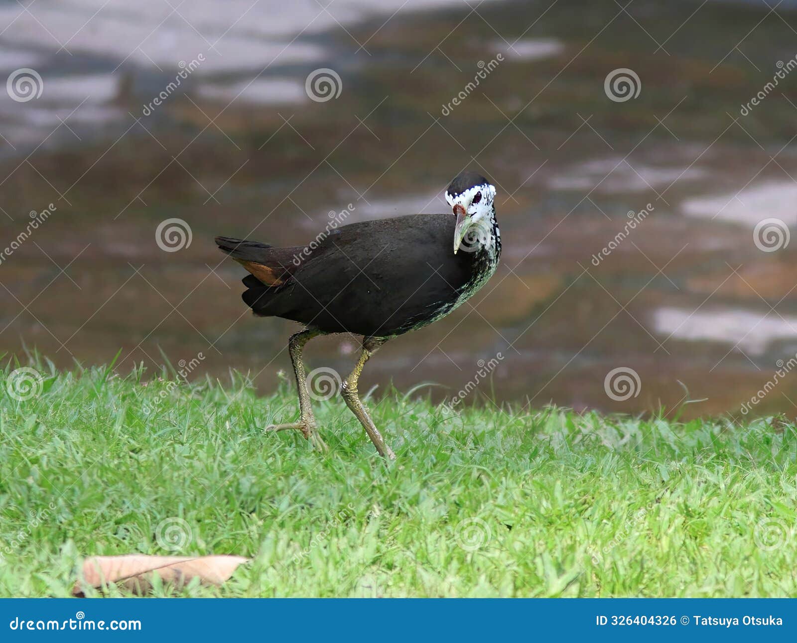 White-Breasted Waterhen in the Singapore Park Stock Photo - Image of ...