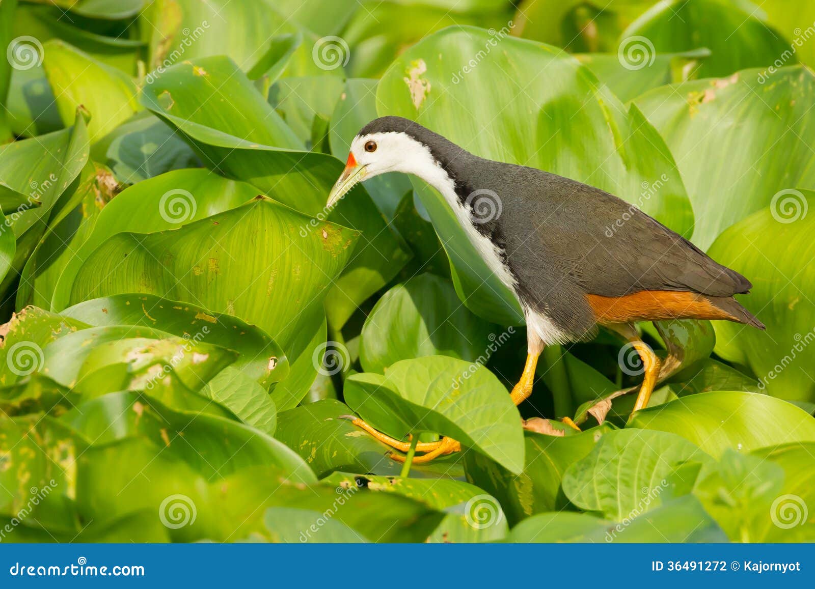 White-breasted Waterhen stock photo. Image of environment - 36491272