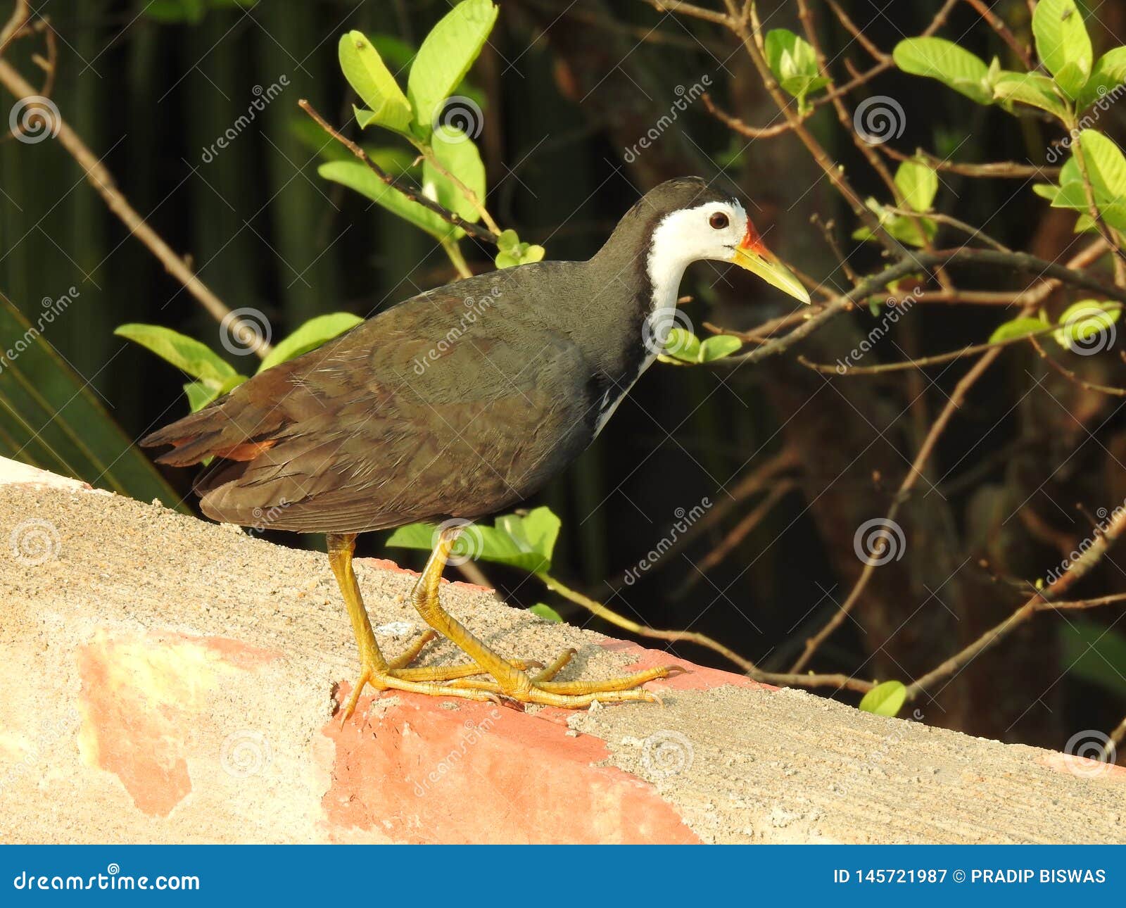 Waterhen stock image. Image of bird, waterhen, white - 145721987