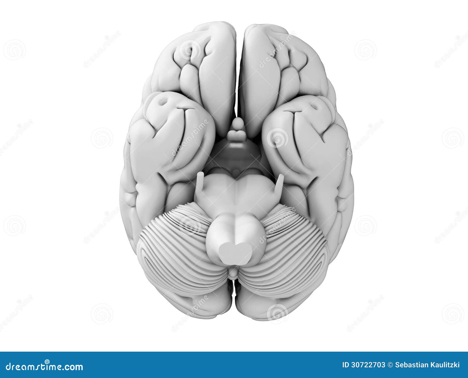 White brian stock illustration. Illustration of learning - 30722703