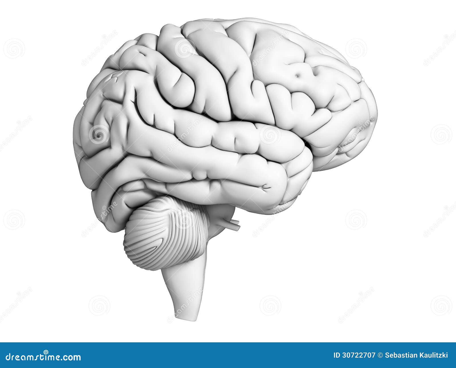 White brian stock illustration. Illustration of biology - 30722707