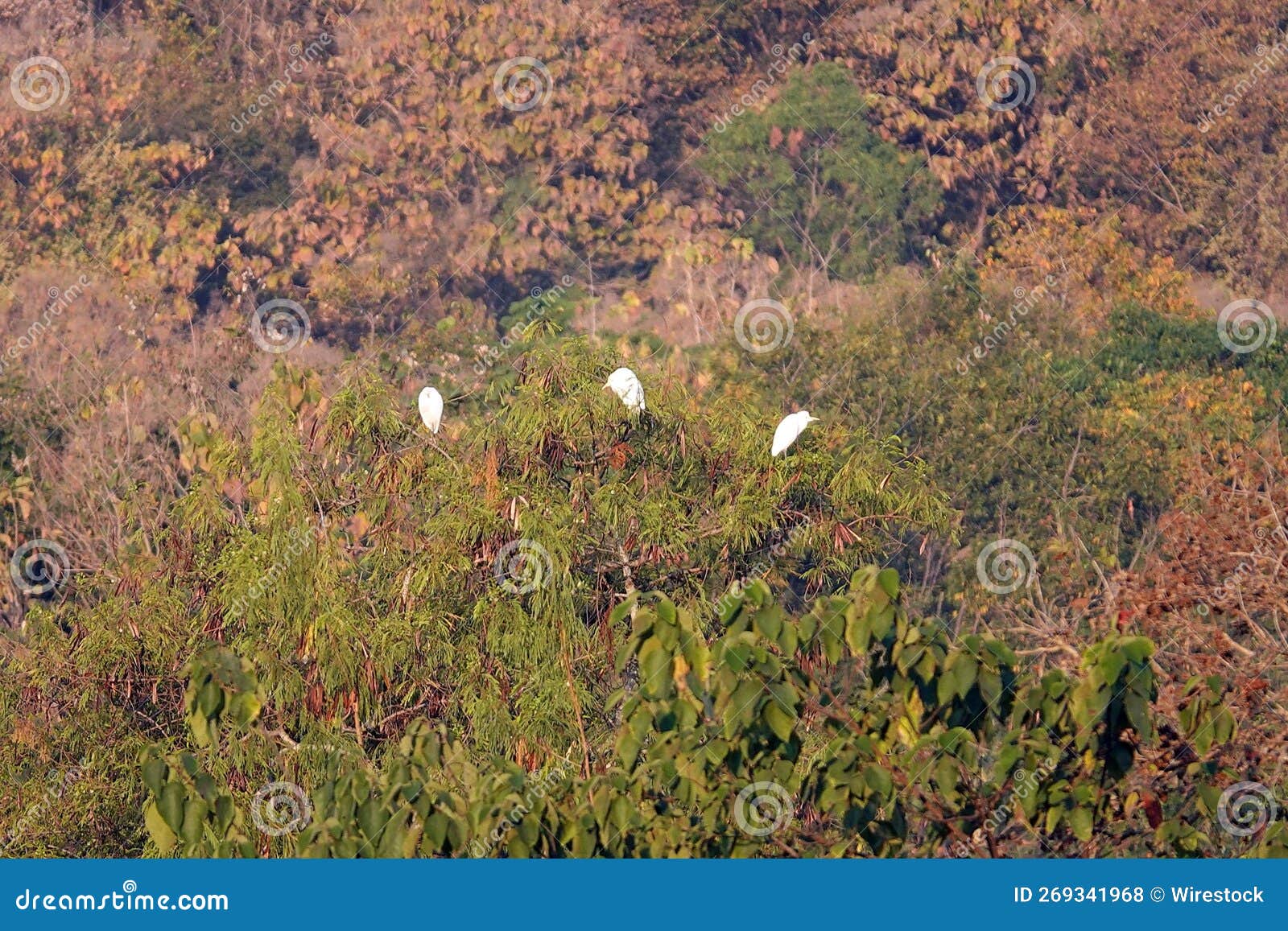 White Brids Perced on a Treetop at a Forest Stock Photo - Image of ...