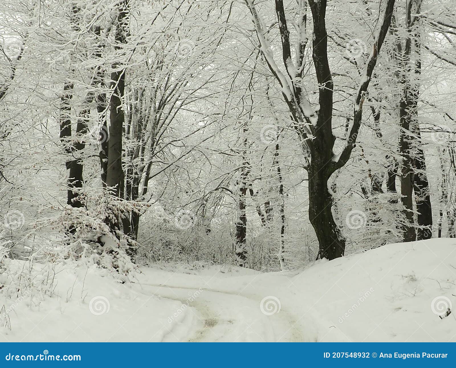White Bright Snow in Magic Forest Stock Photo - Image of white, magic ...