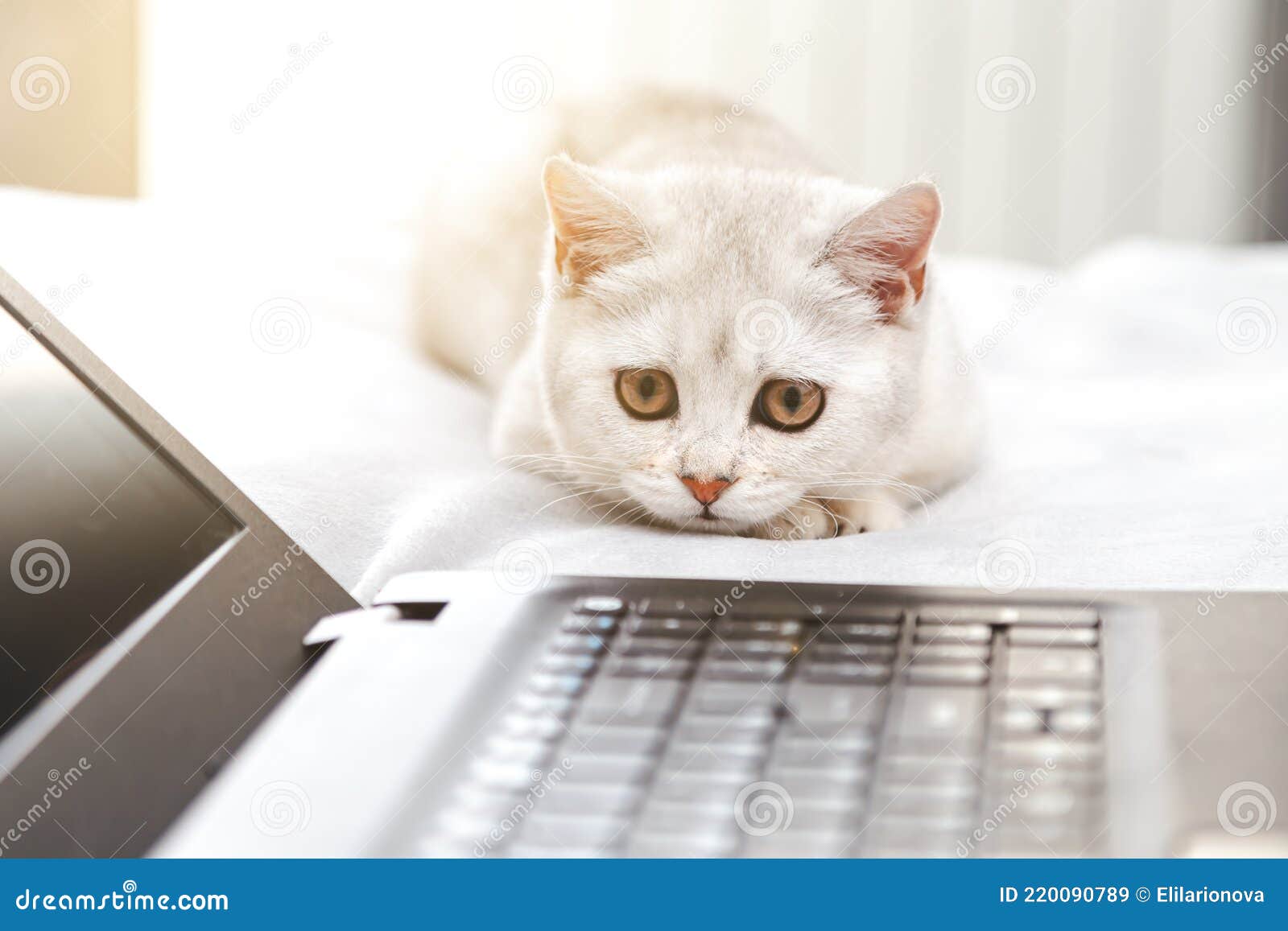White British Cat with a Laptop Stock Image - Image of background ...