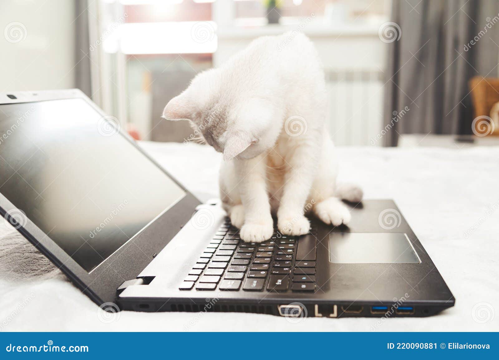 White British Cat with a Laptop Stock Image - Image of chinchilla ...