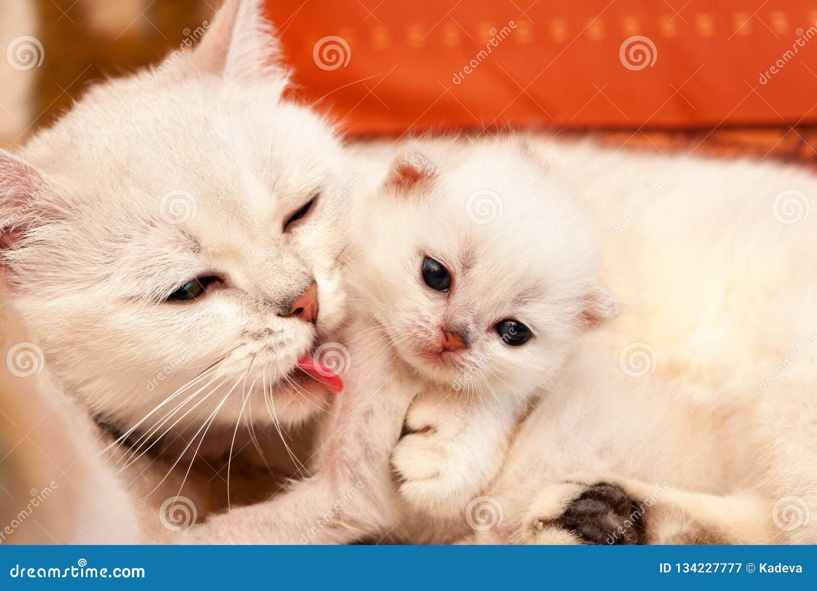 White British Cat Mom Hugs and Licks Her Little Baby Kitten Stock Image ... White British Cat Mom Hugs and Licks Her Little Baby Kitten Stock Image ...