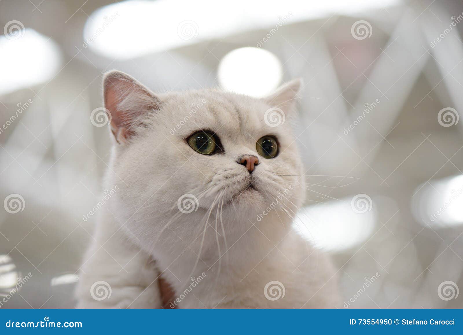 White British shorthair stock photo. Image of eyes, kitten - 73554950
