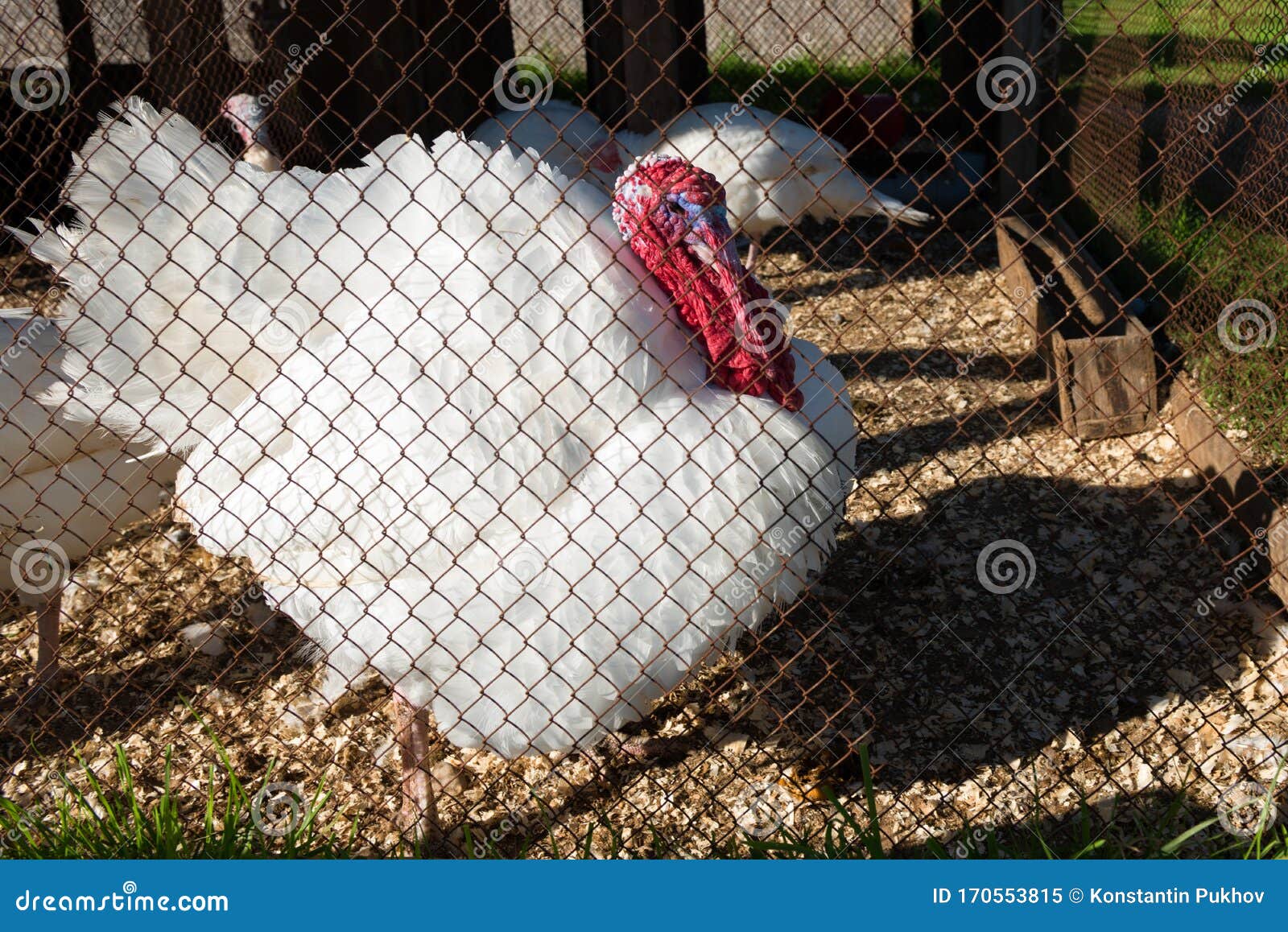 Big turkey behind the net stock image. Image of chuck - 170553815
