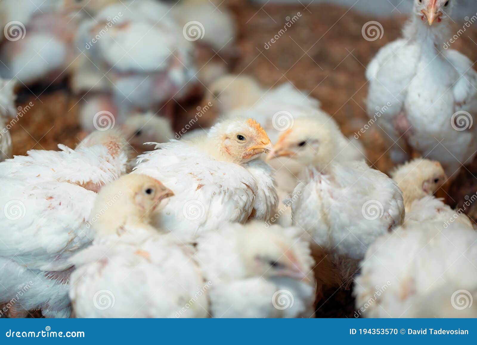 White Broiler Chicken at the Poultry Farm. Stock Photo - Image of ...