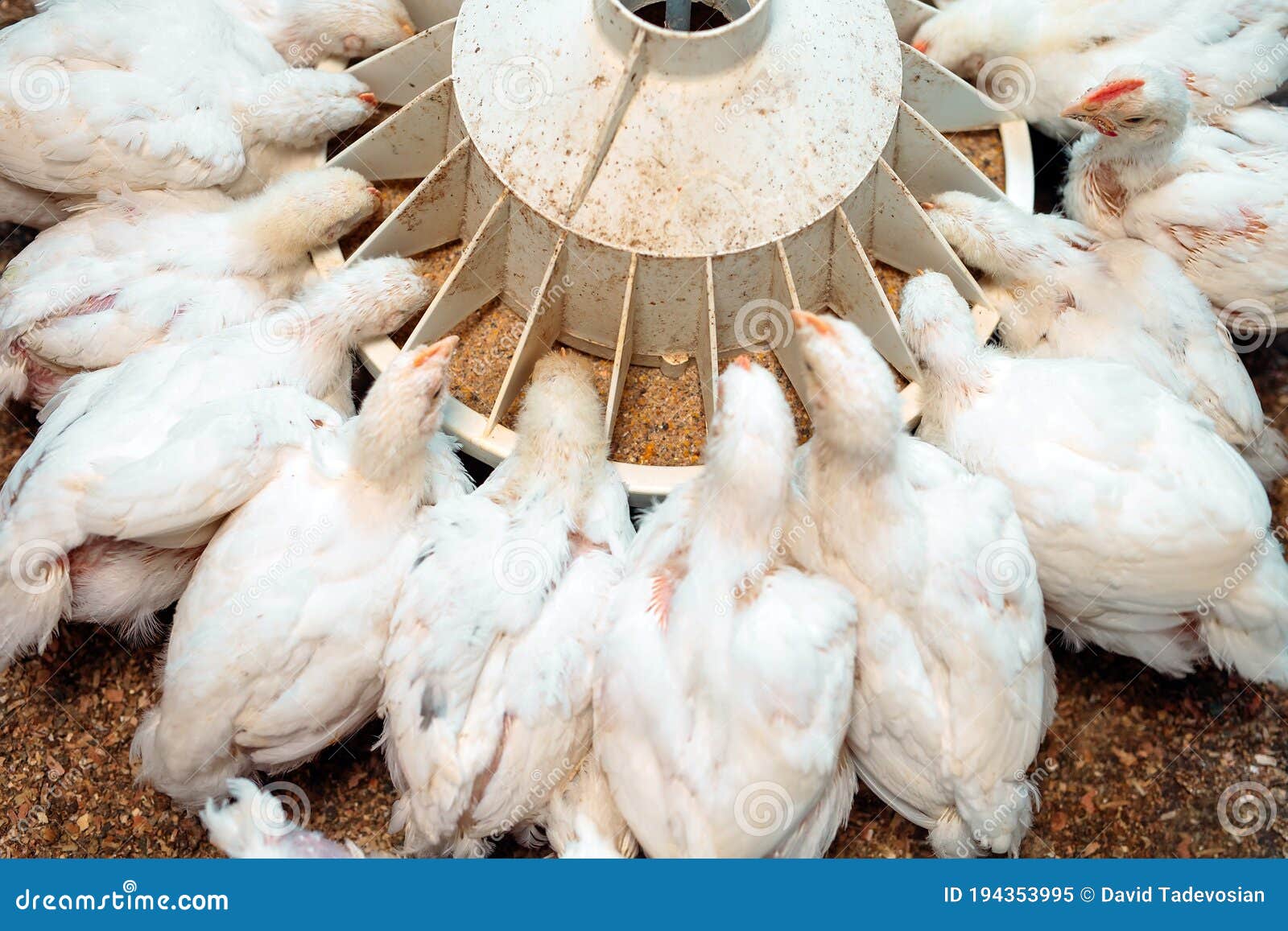 White Broiler Chicken at the Poultry Farm. Stock Image - Image of ...