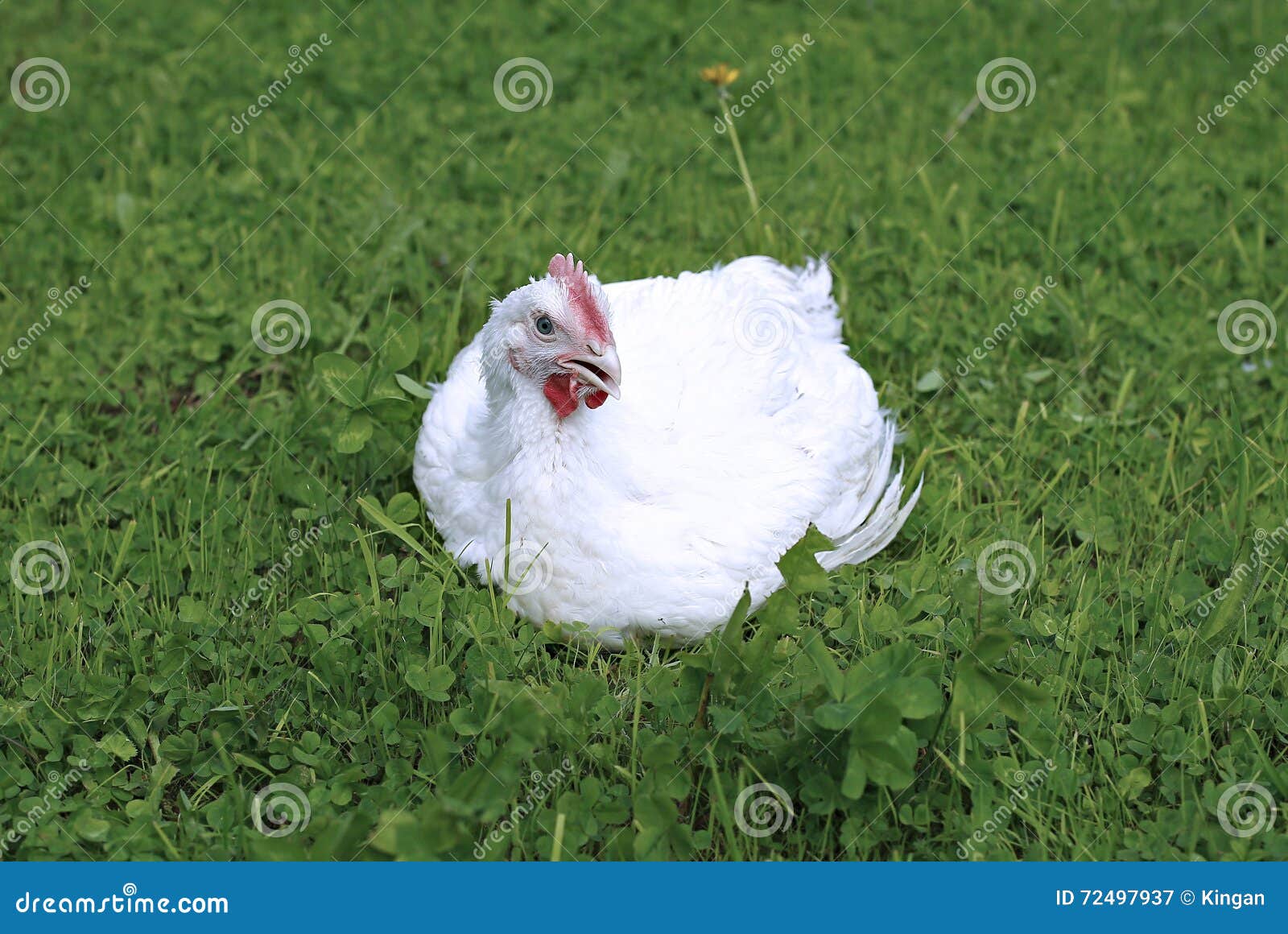 White broiler chicken stock image. Image of furry, farming - 72497937