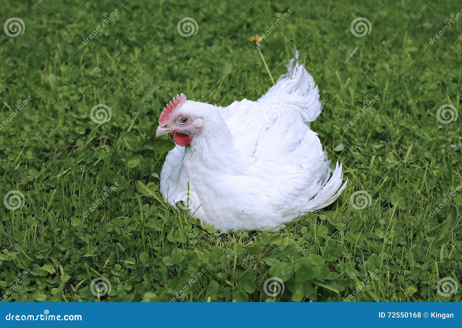 White broiler chicken stock photo. Image of cute, farm - 72550168