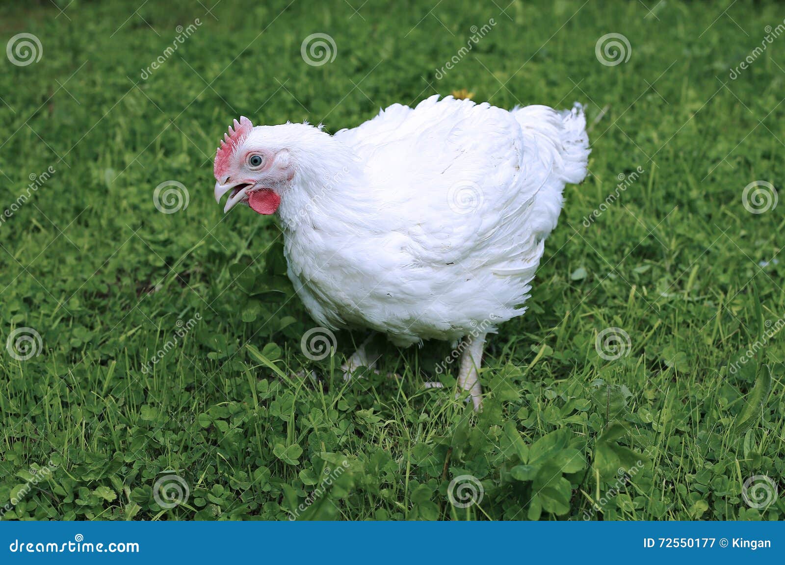 White Broiler Chickens At The Poultry Farm Royalty-Free Stock Photo ...