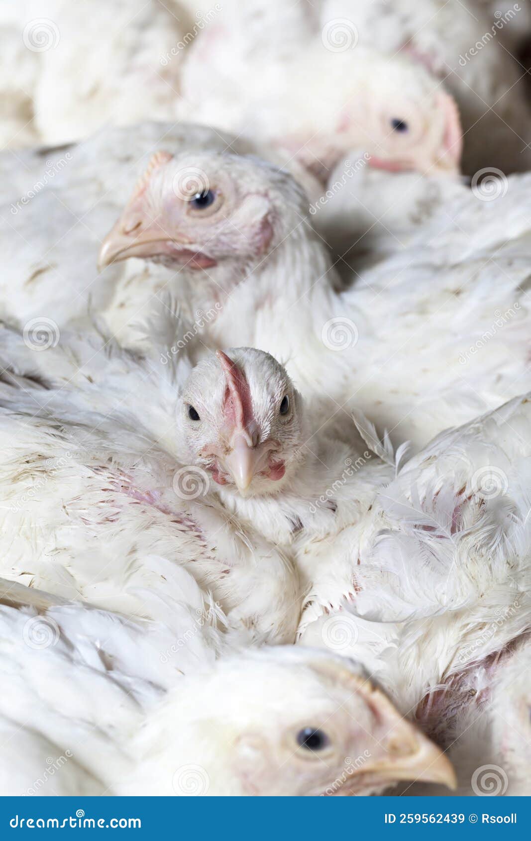 White Broilers in a Fully Filled Chicken Coop Stock Image - Image of ...