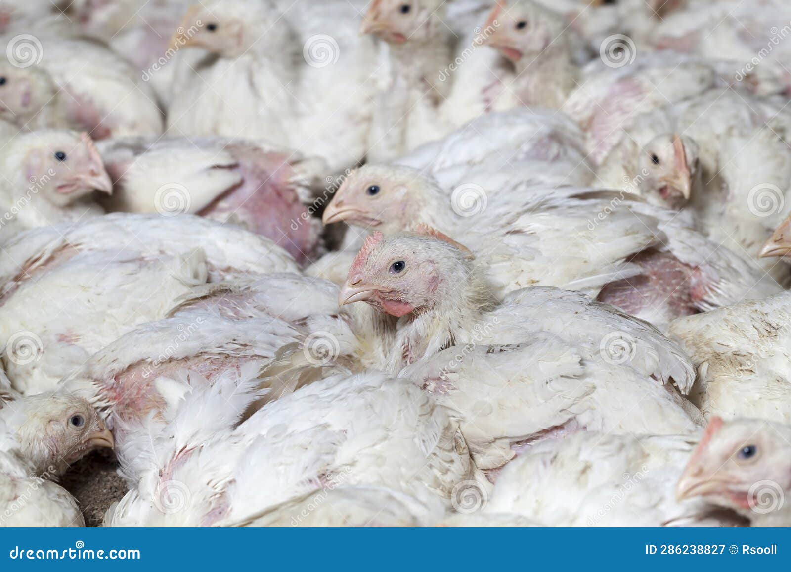 White Broilers in a Fully Filled Chicken Coop Stock Image - Image of ...