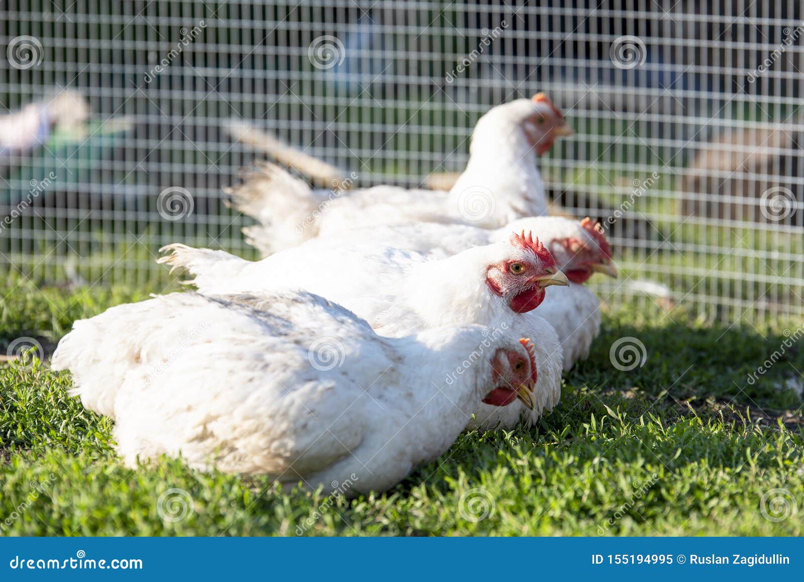 White Broilers Lie in Row on the Green Grass on Bright Day in Rural ...
