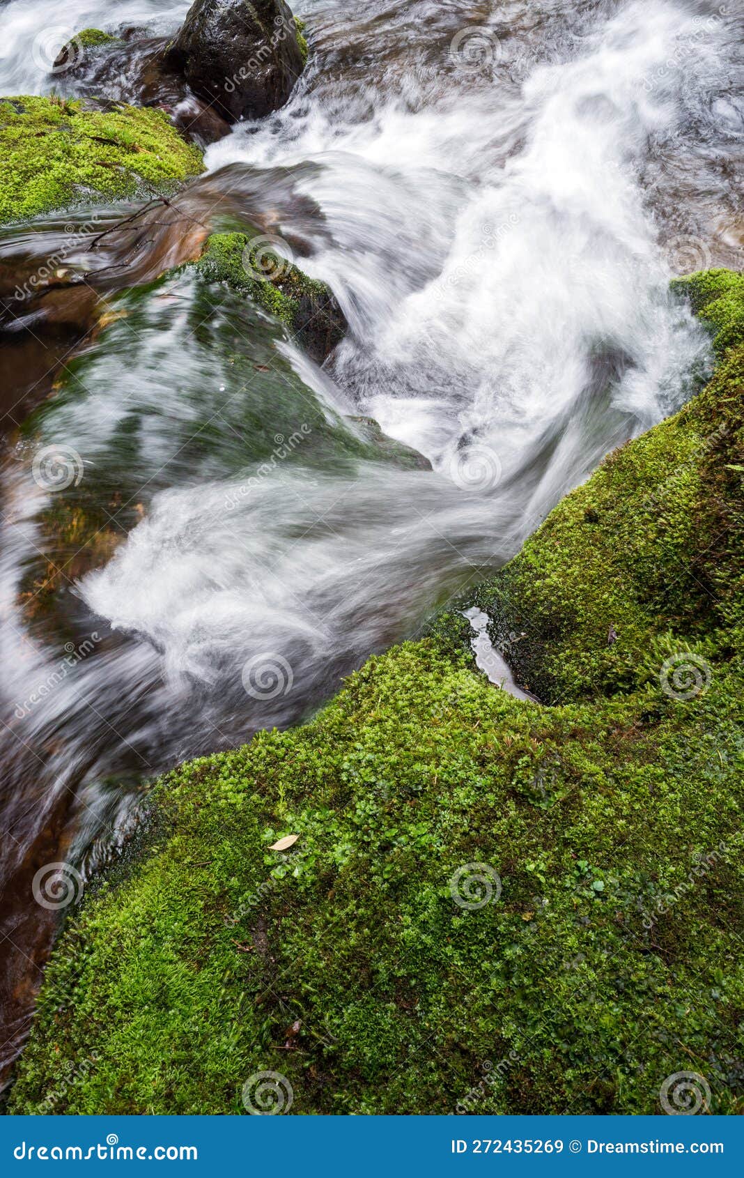 White brook beside moss stock image. Image of flowing - 272435269