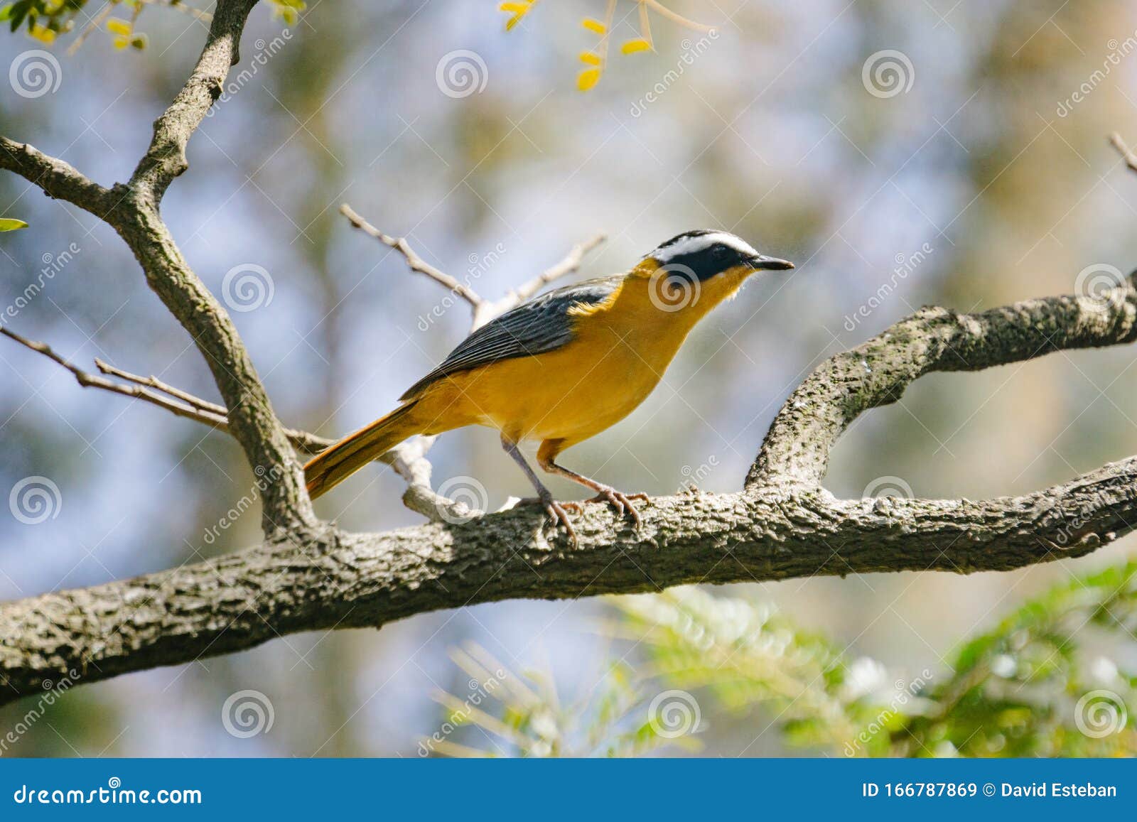 White-browed Robin-chat stock image. Image of small - 166787869