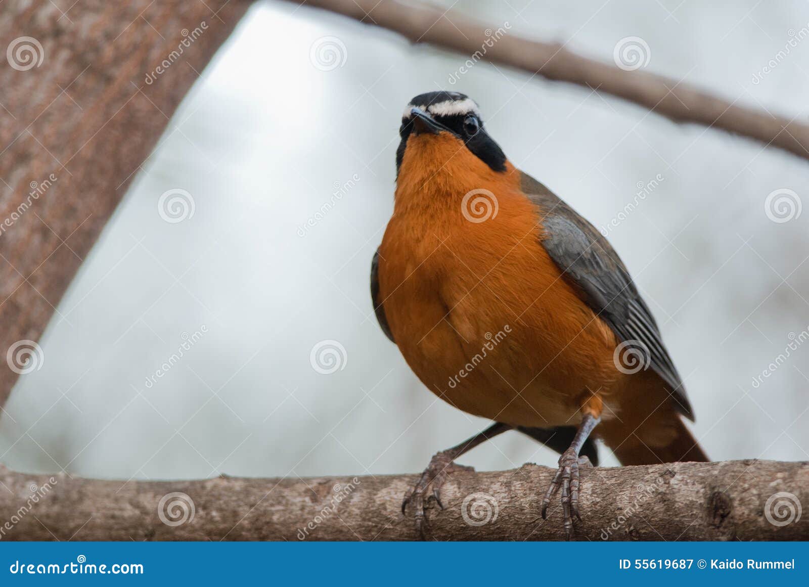 White-browed Robin-chat, Cossypha Heuglini, Also Known As Heuglin\'s ...