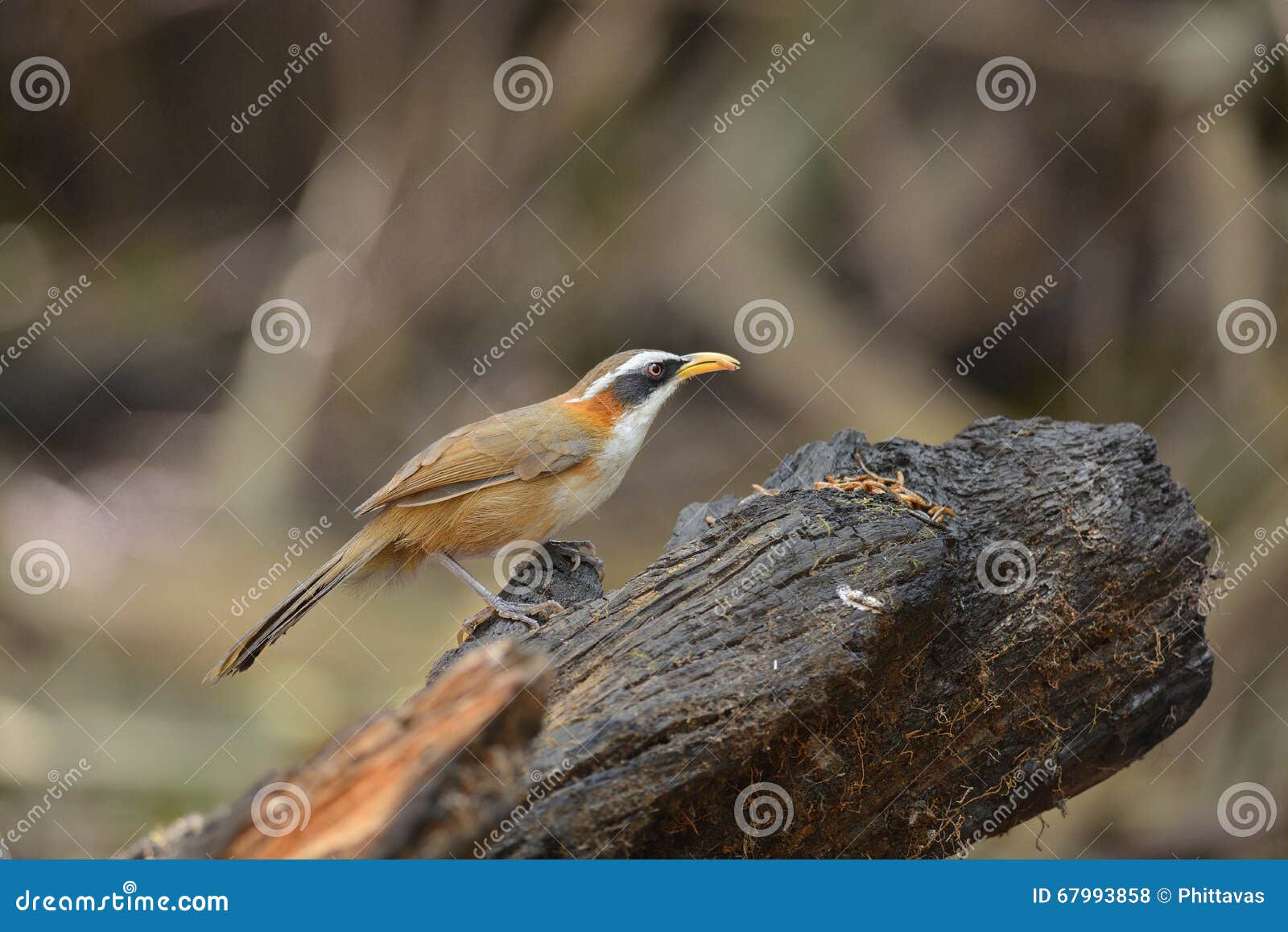 White-browed Scimitar-Babbler ,Bird and Warm Stock Photo - Image of ...