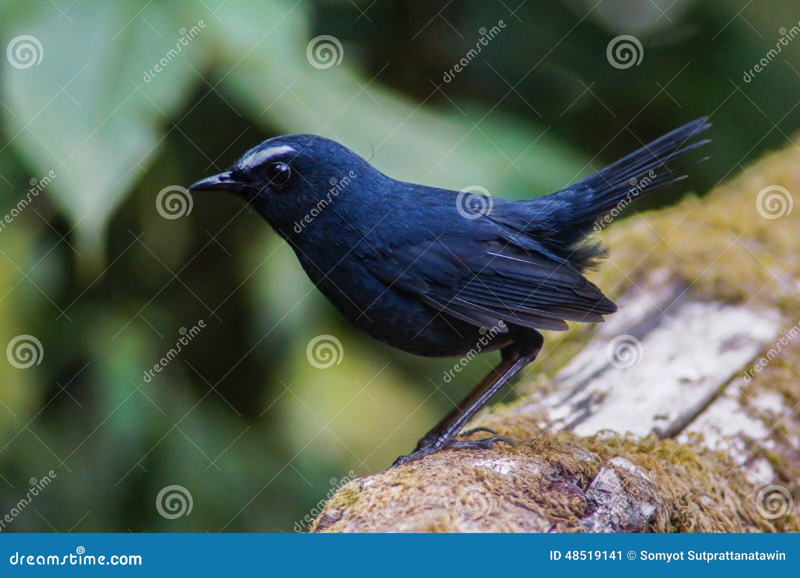 White-browed Short Wing Male Bird Stock Image - Image of wing, park ...