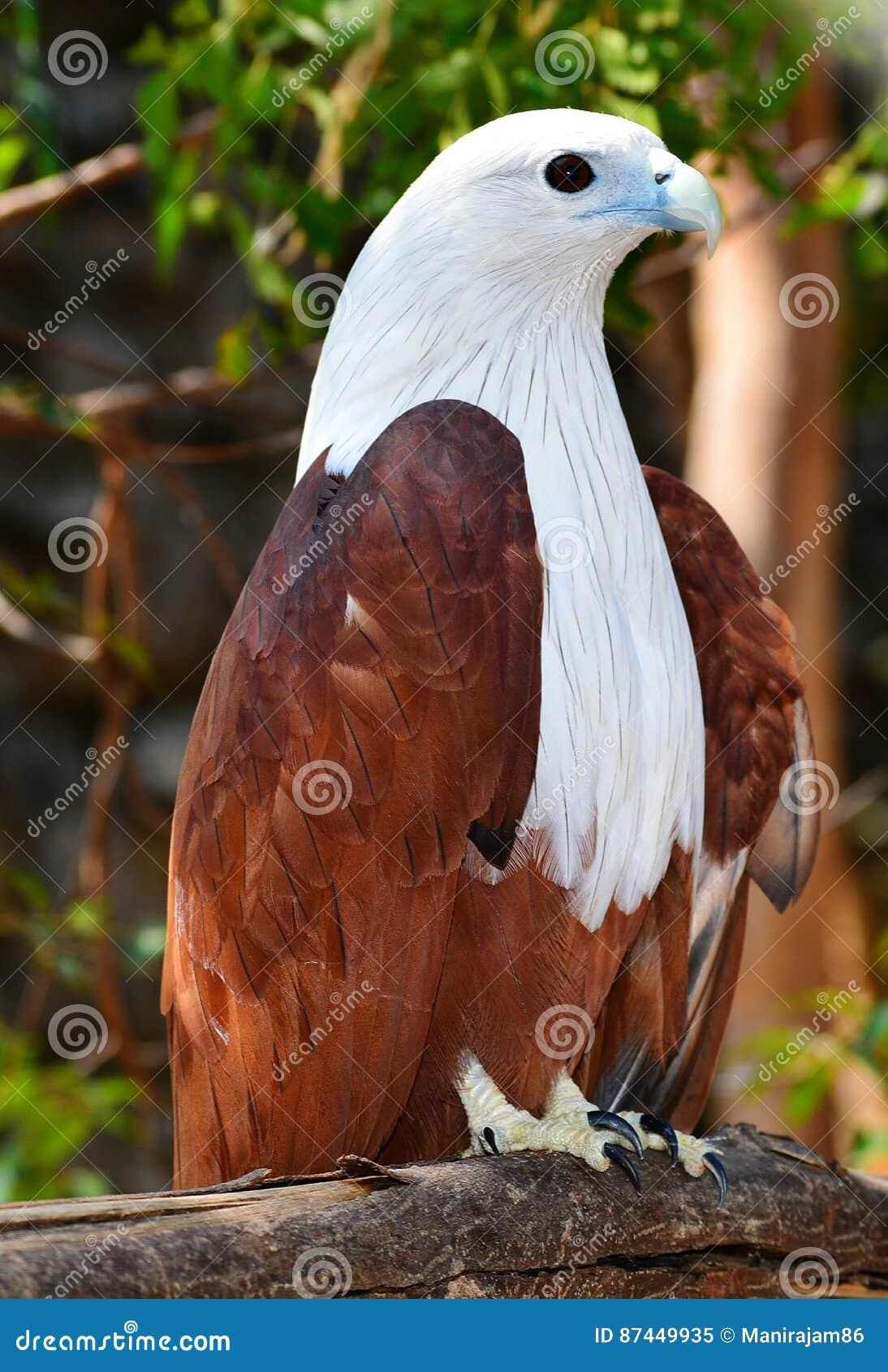 White and Brown Asian Eagle Stock Image - Image of motion, business ...