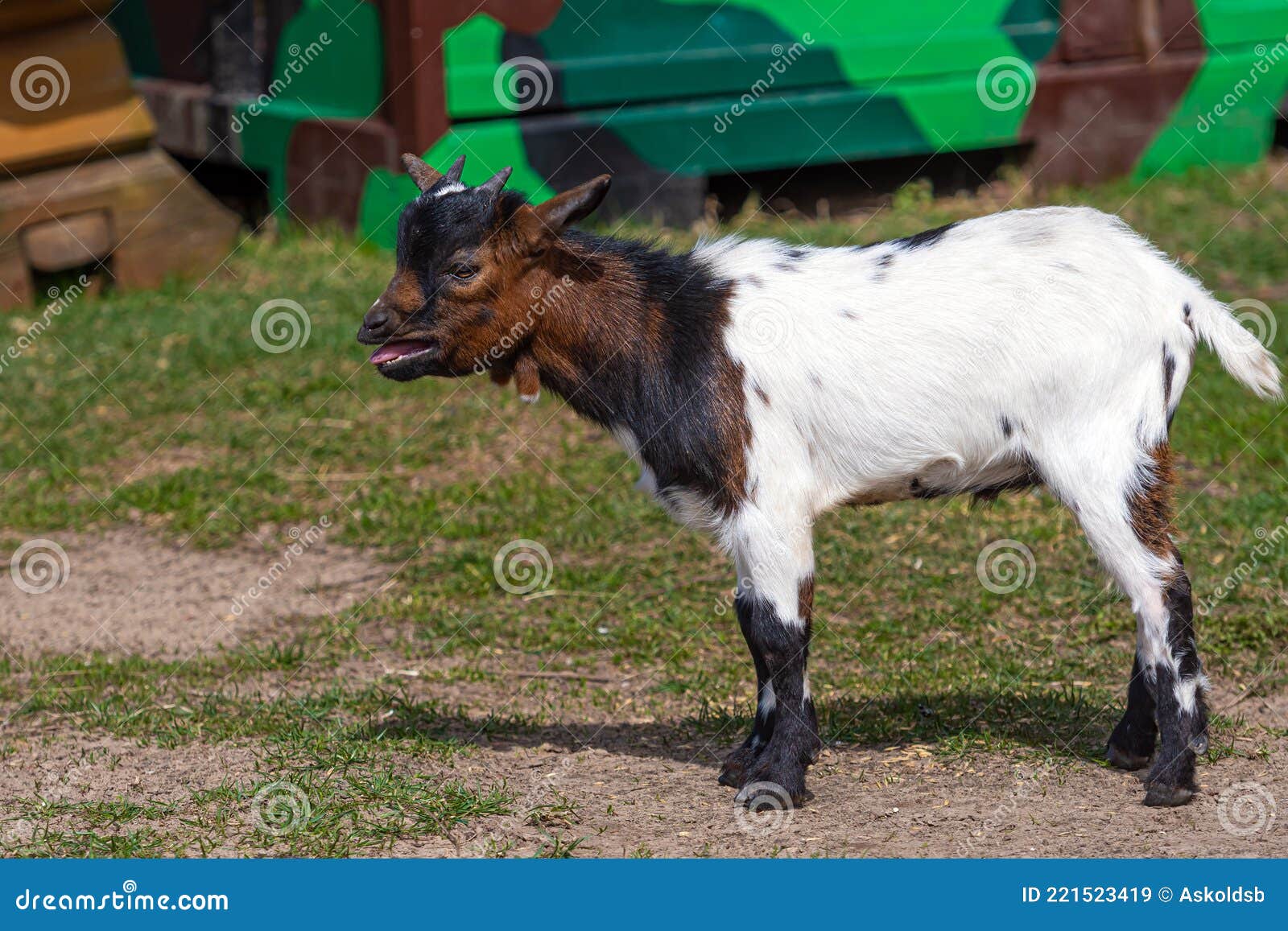 Brown, White and Black Spotted Goat in the Yard of a Farm Stock Image ...