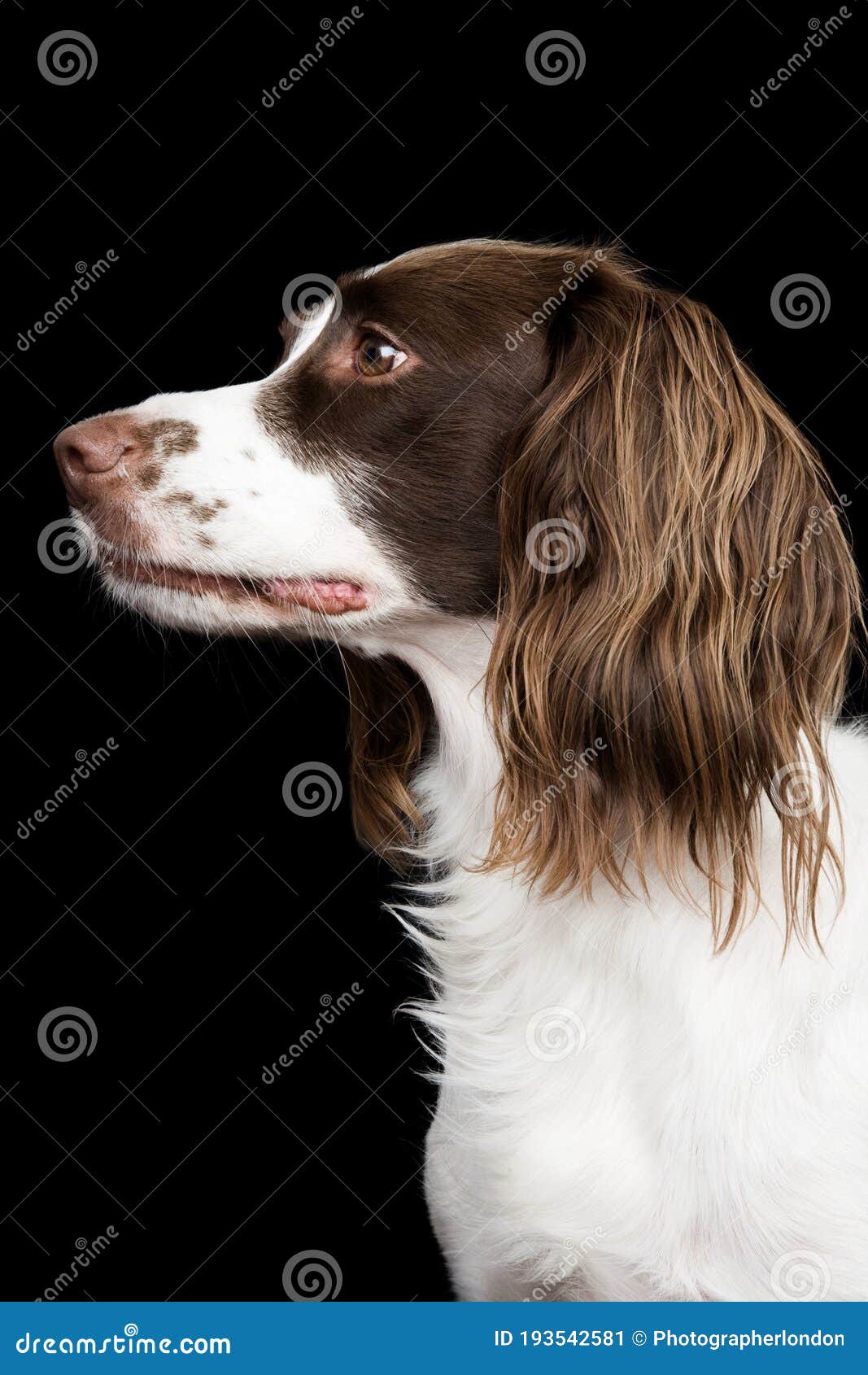White and Brown Cocker Spaniel Portrait in Studio Stock Image - Image ...