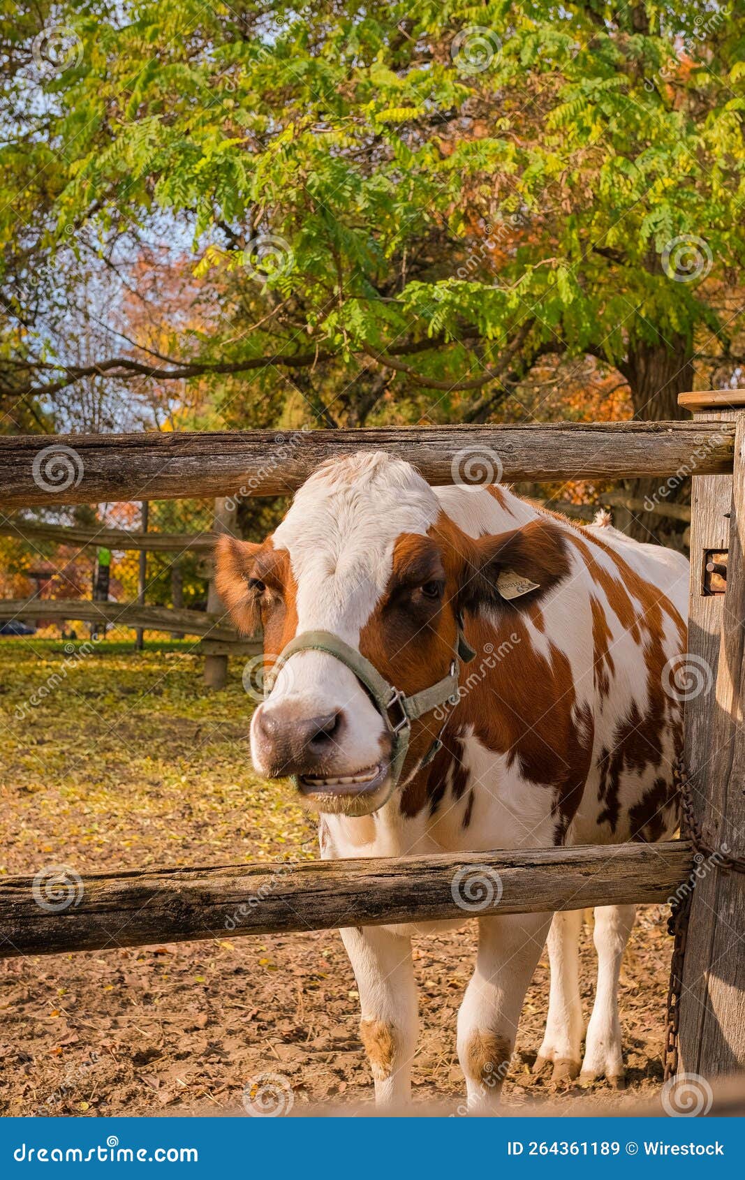 White Brown Cow at Riverdale Farm Canada Toronto Editorial Stock Image ...