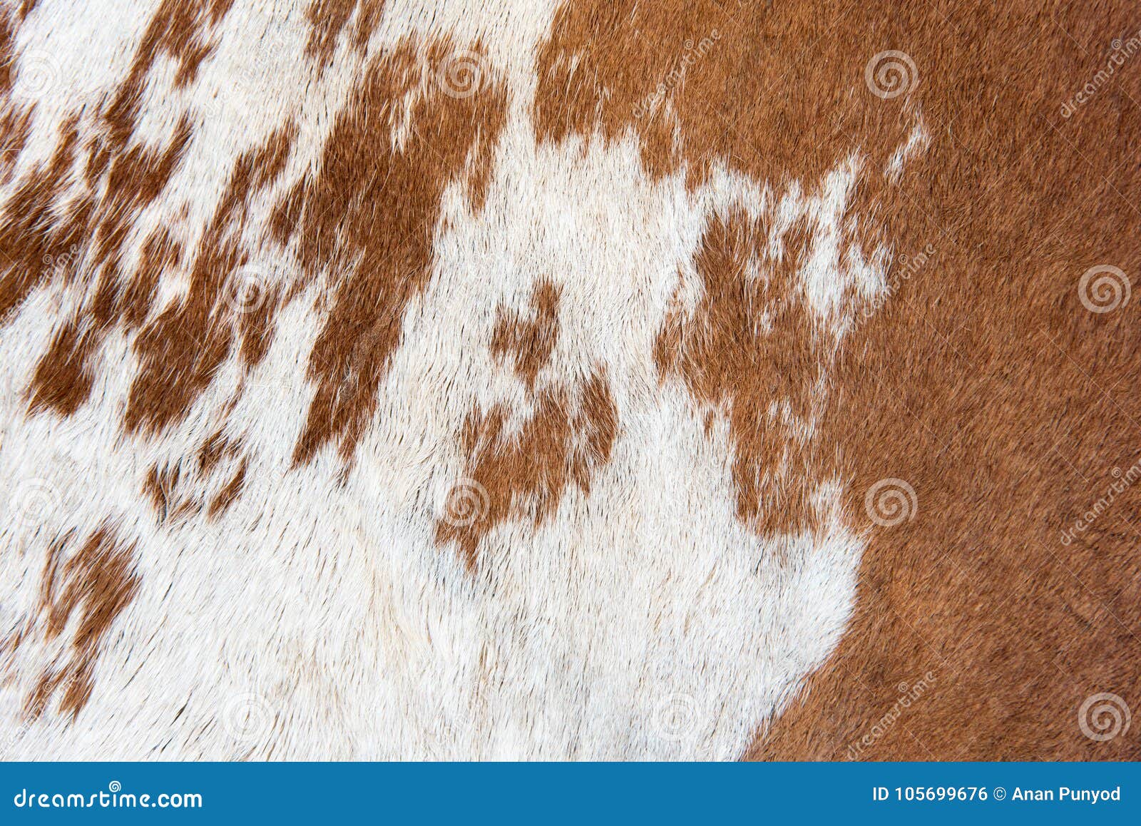 Brown Cow Texture