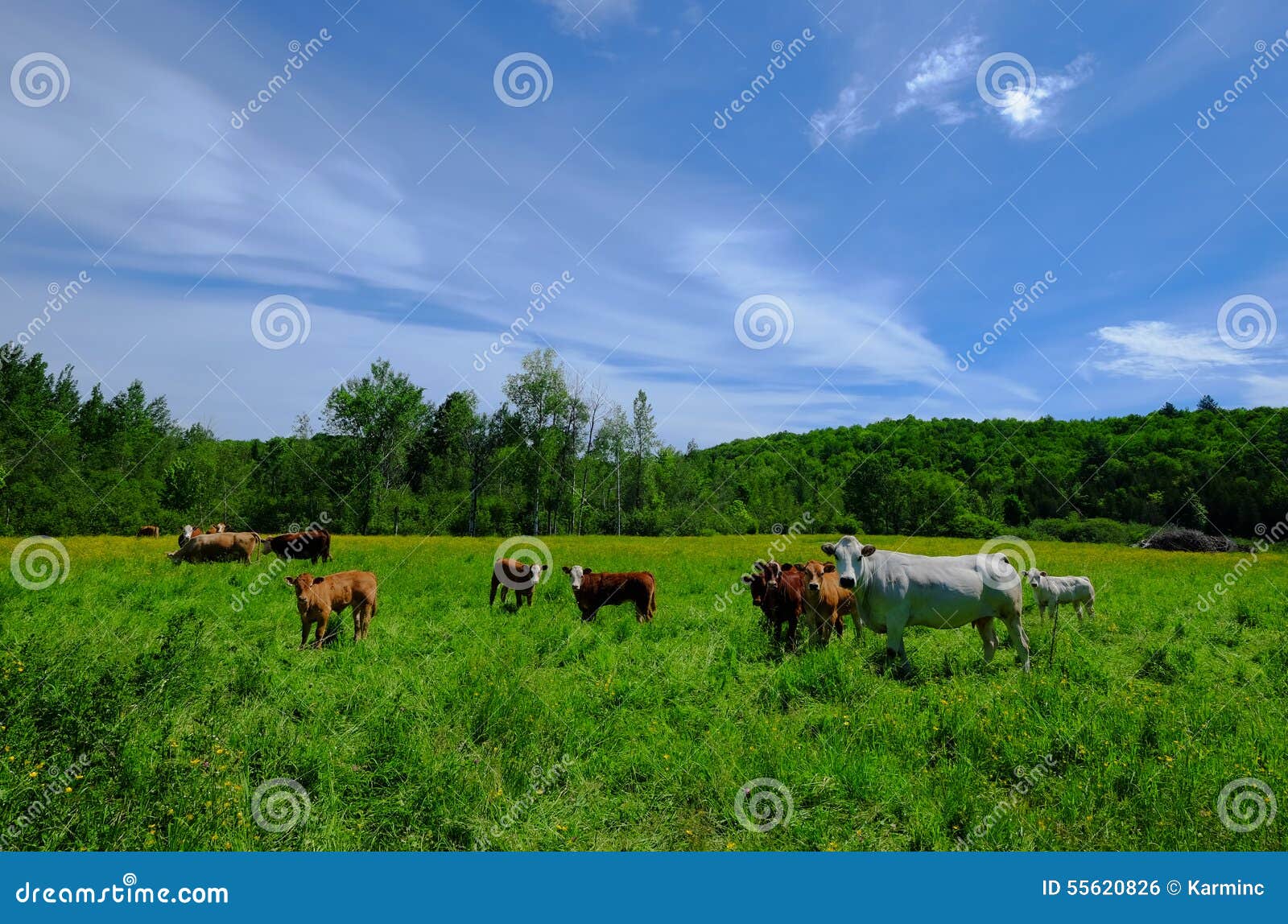 White and Brown Cows in Field in Quebec Stock Photo - Image of field ...