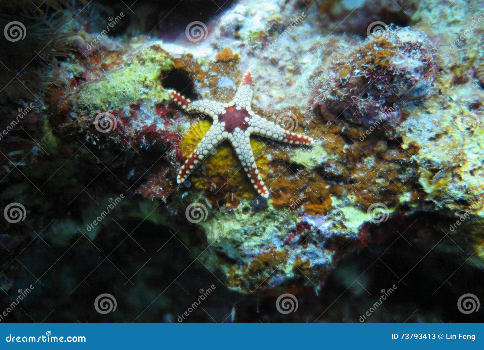 A White Brown Cute Starfish Stock Image - Image of aquatic ...