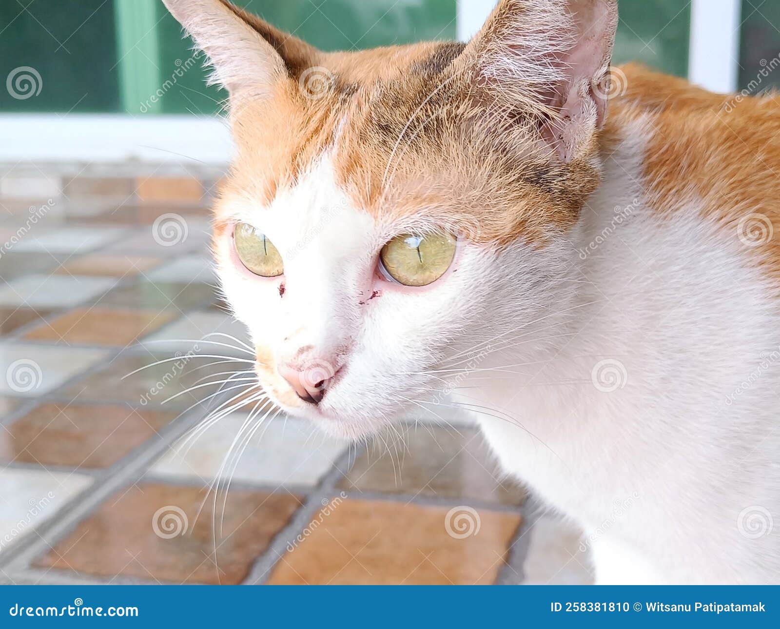 White and Brown Domestic Cat, Wound on Face Stock Photo - Image of ...